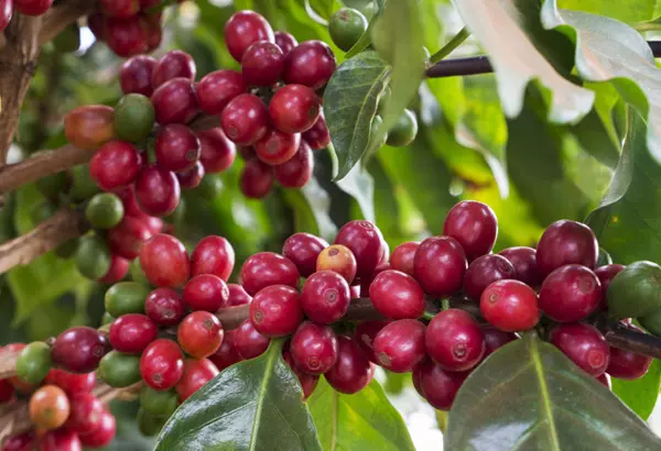 Kaffeekirsche - Kaffee24 Magazin